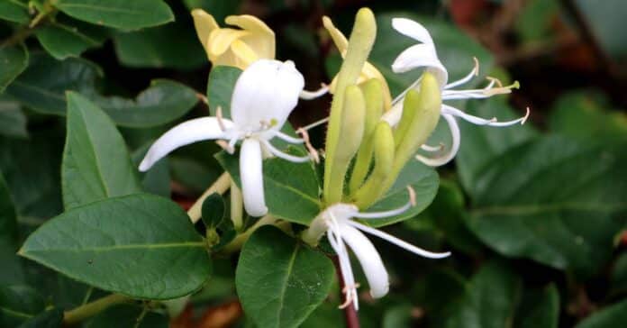 How to Grow and Care for Honeysuckle