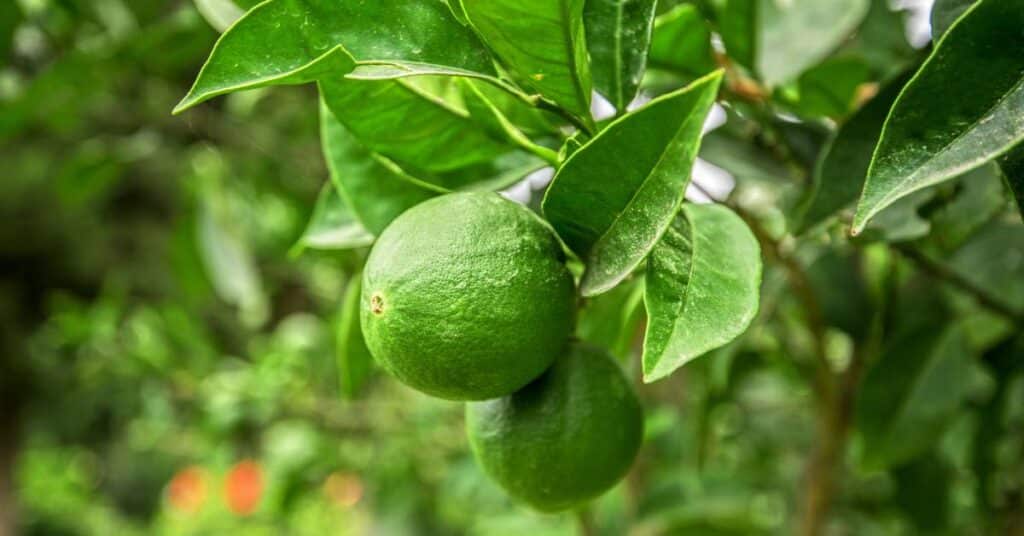 How to Grow and Care for Lime Trees