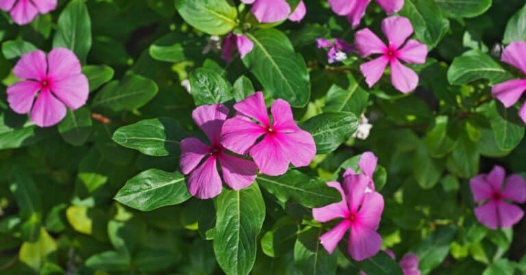 How to Grow and Care for Periwinkle